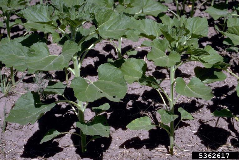 sunflower (Genus Helianthus L.)