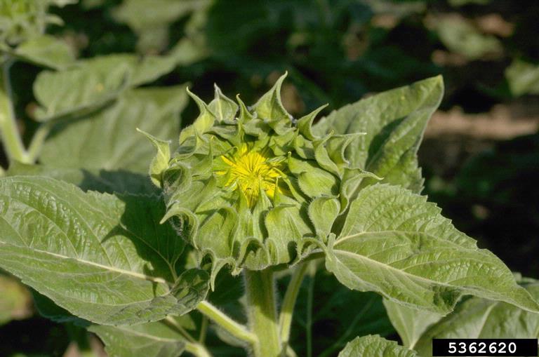 sunflower (Genus Helianthus)