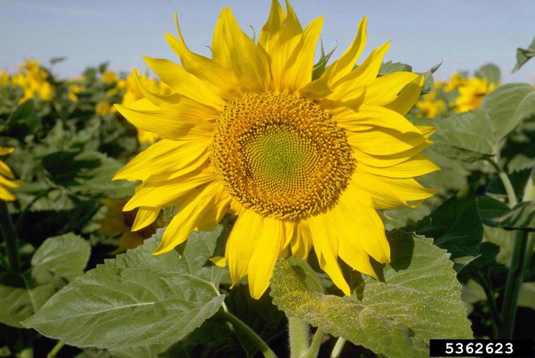 sunflower (Genus Helianthus L.)
