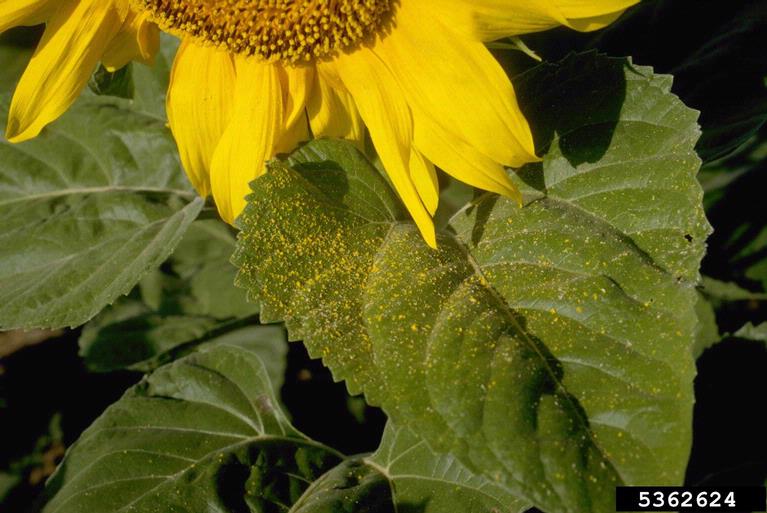 sunflower (Genus Helianthus L.)
