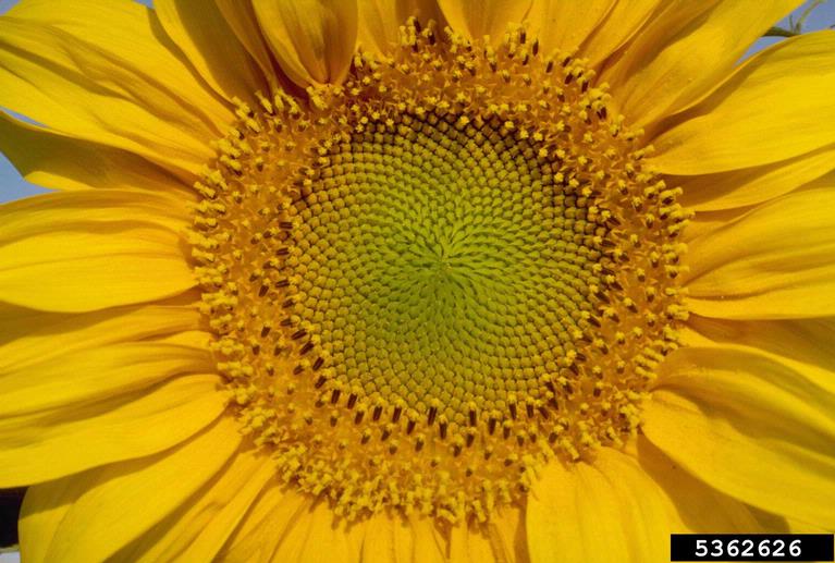 sunflower (Genus Helianthus L.)
