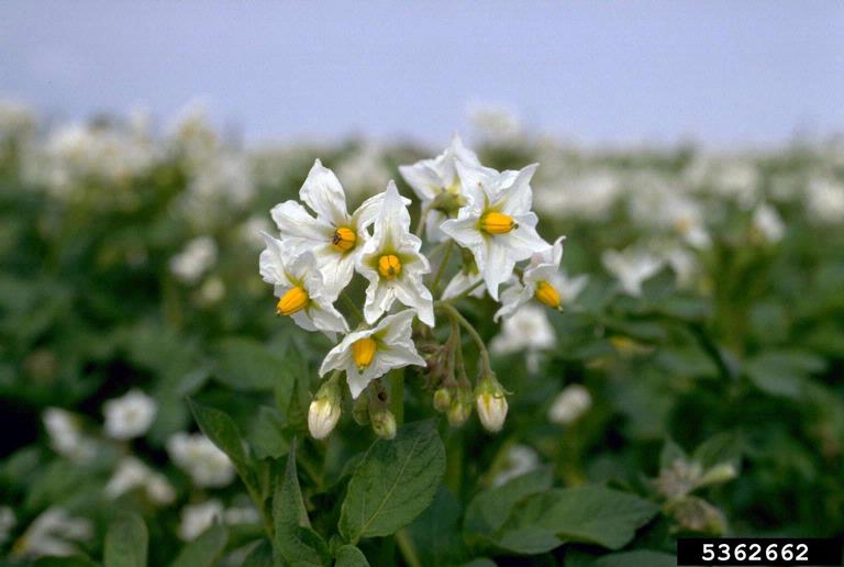 potato (Solanum tuberosum L.)