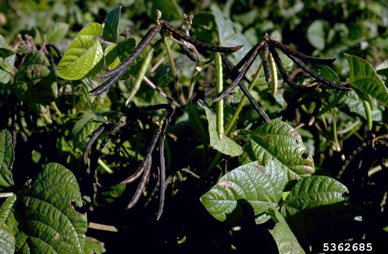 cowpea (Vigna unguiculata)