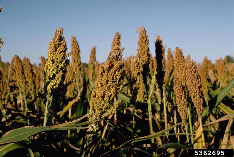 sorghum (type unspecified) (Sorghum bicolor (L.) Moench)