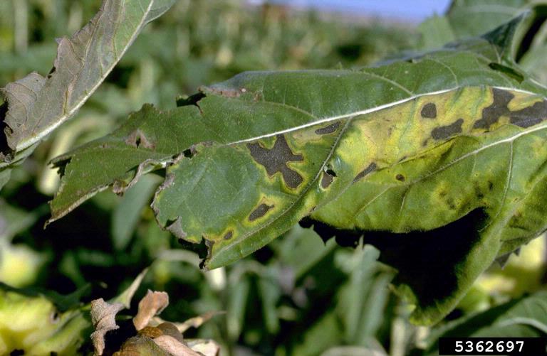 Alternaria black molds / stem cankers (Genus Alternaria Nees)