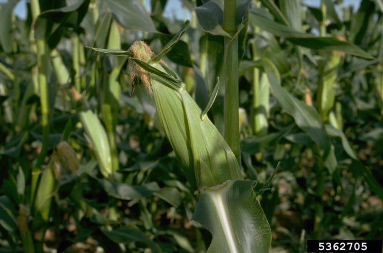 corn (Zea mays)
