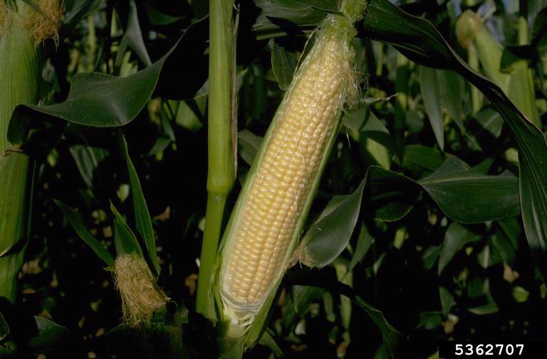 corn (Zea mays)