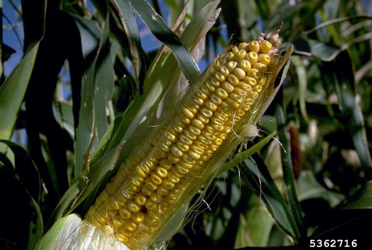 corn (Zea mays L.)