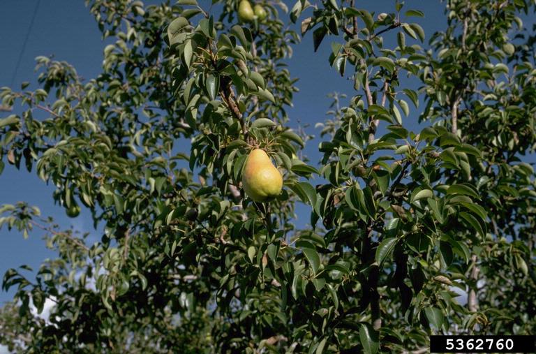 pear (Genus Pyrus)