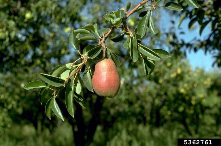 pear (Genus Pyrus L.)