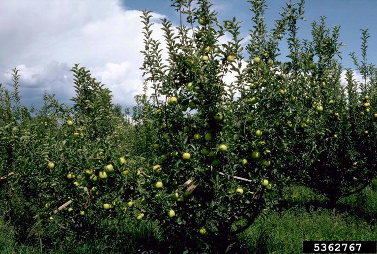 apple (Malus domestica)