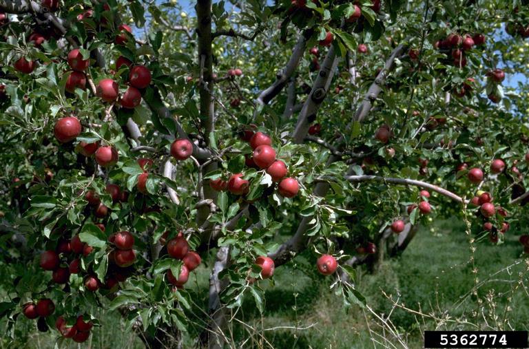 apple (Malus domestica Borkh.)