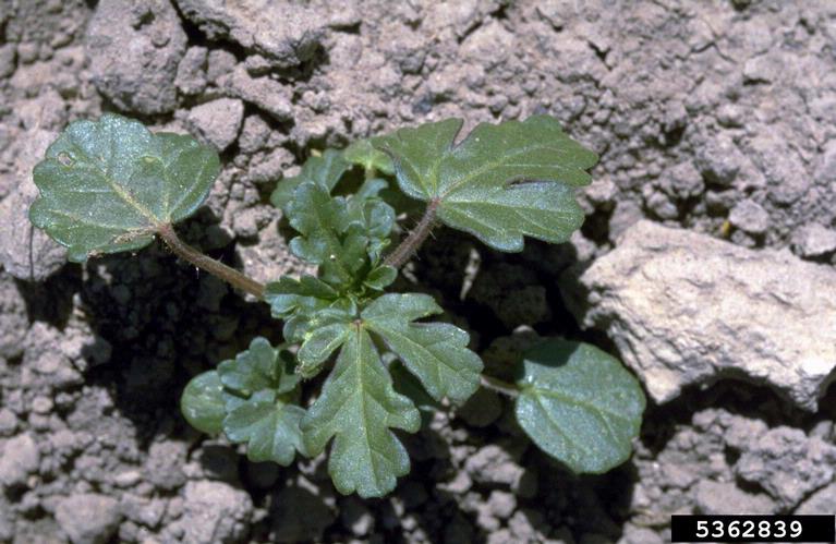 Venice mallow (Hibiscus trionum)