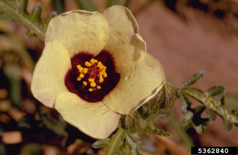 Venice mallow (Hibiscus trionum)