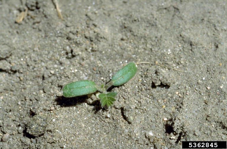 puncturevine (Tribulus terrestris L.)