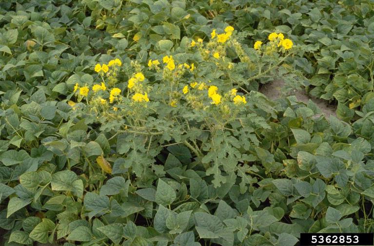buffalobur (Solanum rostratum)