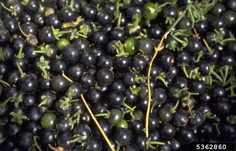 black nightshade (Solanum nigrum L.)