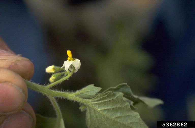 nightshade (Genus Solanum L.)