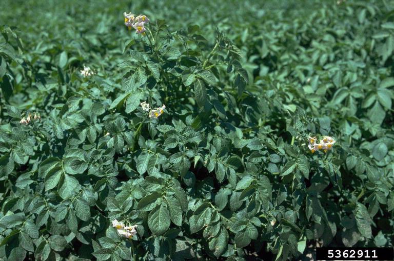 potato (Solanum tuberosum)
