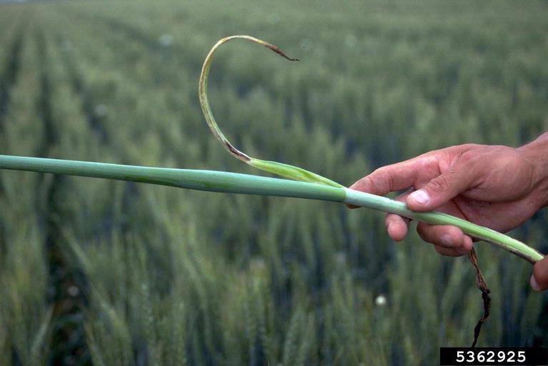 purple blotch (Alternaria porri)