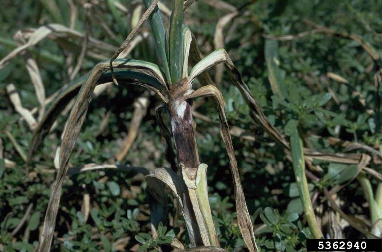 purple blotch (Alternaria porri ) on garden onion (Allium cepa ) - 5362940