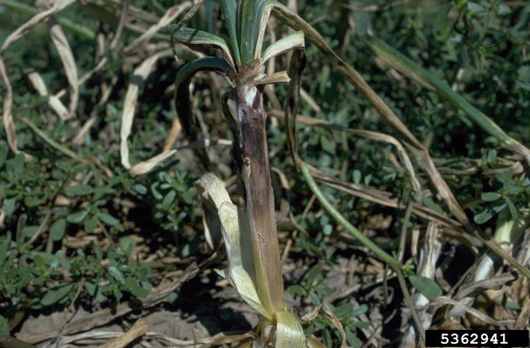 purple blotch (Alternaria porri)