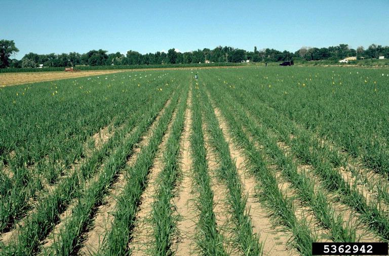 purple blotch (Alternaria porri)