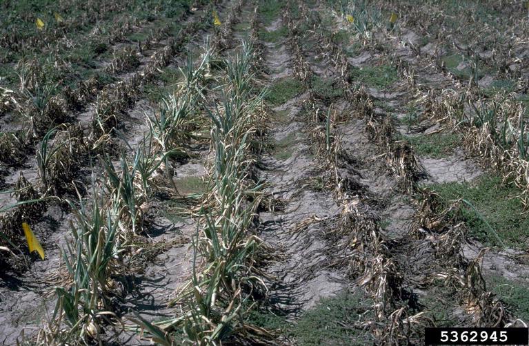 purple blotch (Alternaria porri)