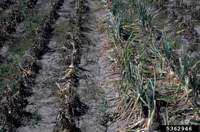 purple blotch (Alternaria porri)