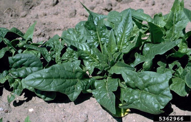 spinach (Spinacia oleracea)