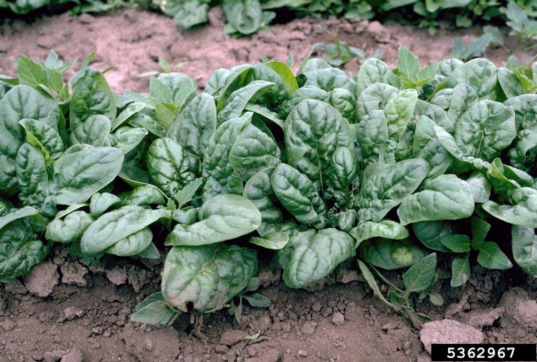 spinach (Spinacia oleracea)