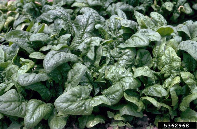 spinach (Spinacia oleracea)