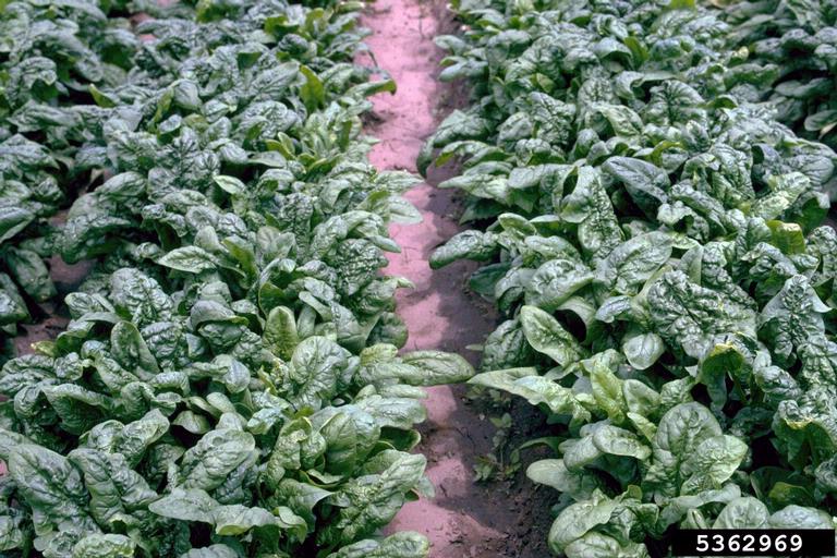 spinach (Spinacia oleracea)