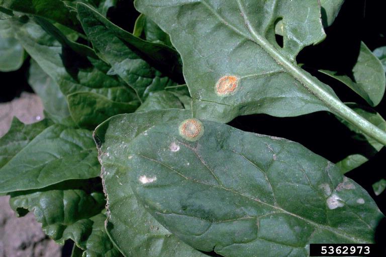 rust (Puccinia aristidae)