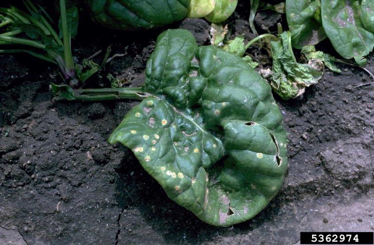 rust (Puccinia aristidae Tracy)