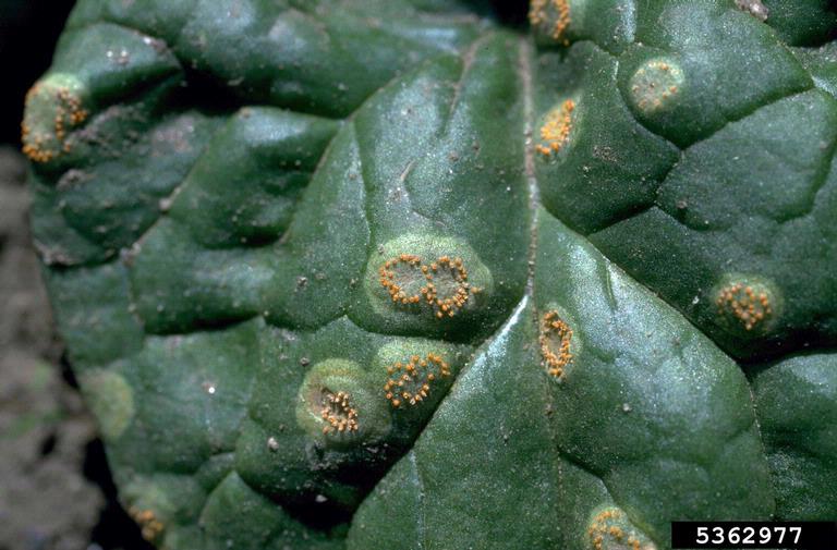 rust (Puccinia aristidae)