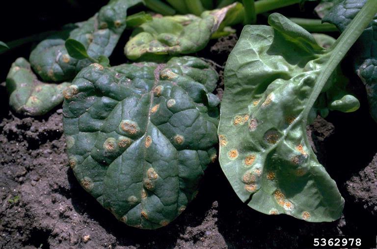 rust (Puccinia aristidae Tracy)