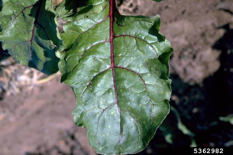 rust (Puccinia aristidae Tracy)