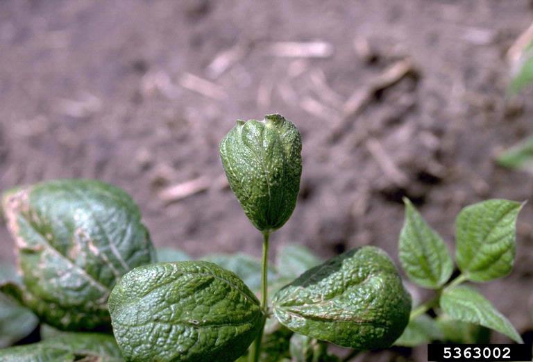 chemicals, (Abiotic: Other abiotic damage) - 5363002