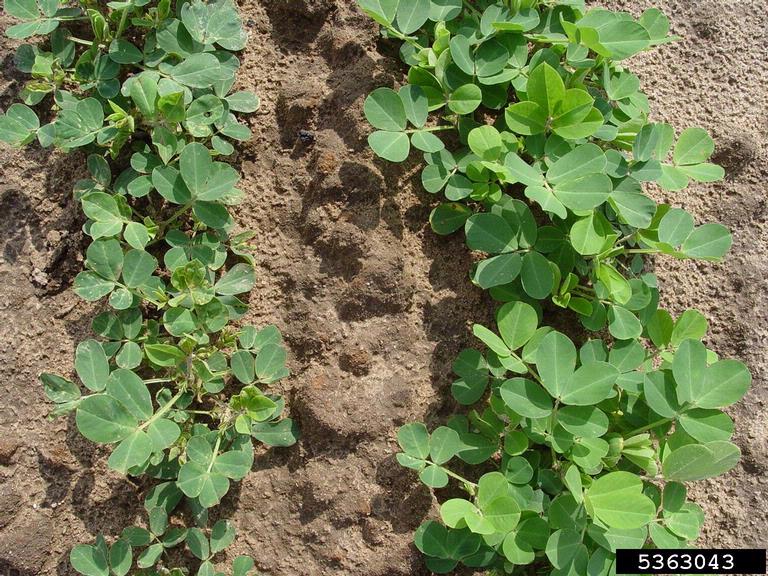 thrips (Family Thripidae)