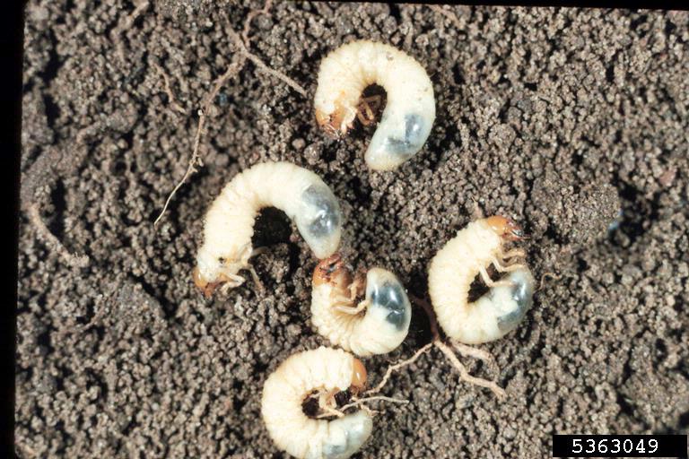 white grubs, scarabs, scarab beetles (Family Scarabaeidae)