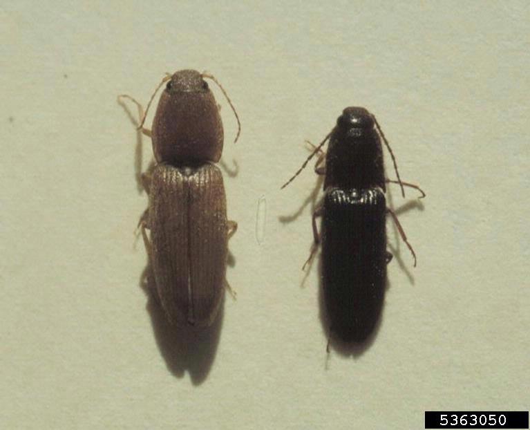 click beetles (Genus Conoderus)