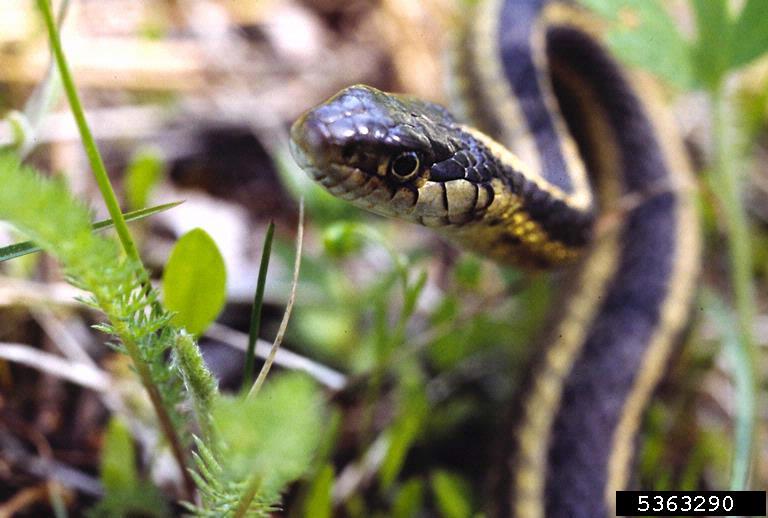 garter snakes (Genus Thamnophis)