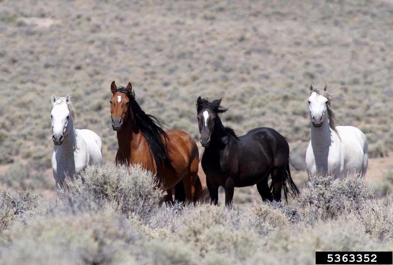 horse (feral) (Equus caballus (feral type))