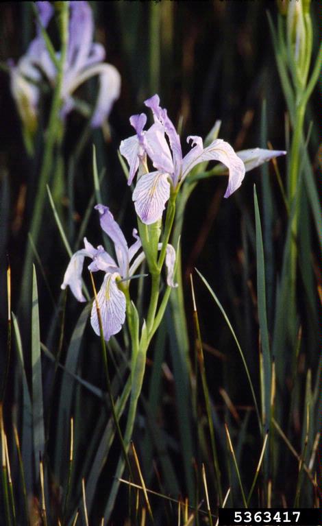 iris (Genus Iris L.)