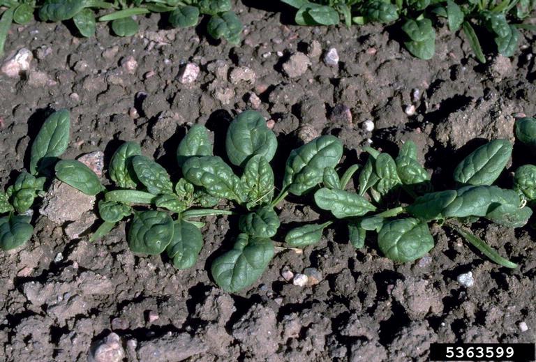 spinach (Spinacia oleracea L.)