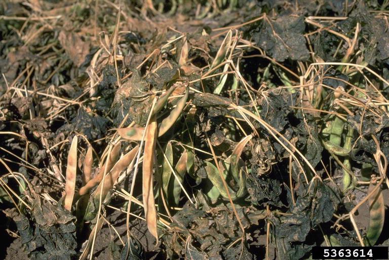 cold injury (low temperature)