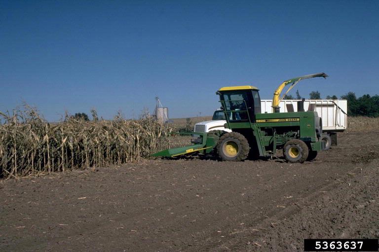 cold injury (low temperature)