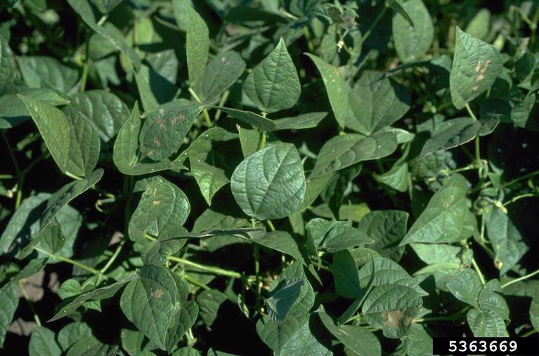 dry bean rust (Uromyces appendiculatus F. Strauss)