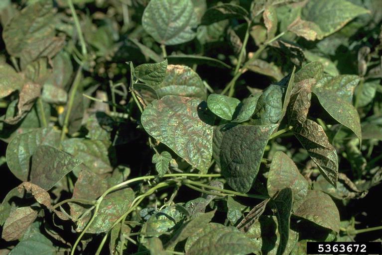 dry bean rust (Uromyces appendiculatus)